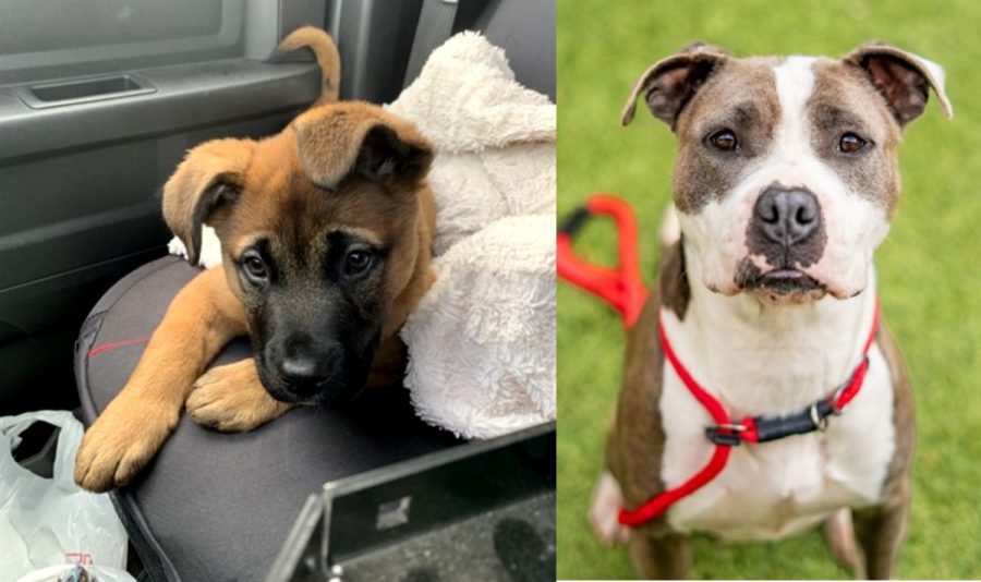 Animal shelter inundated with calls over fake AI dog photo