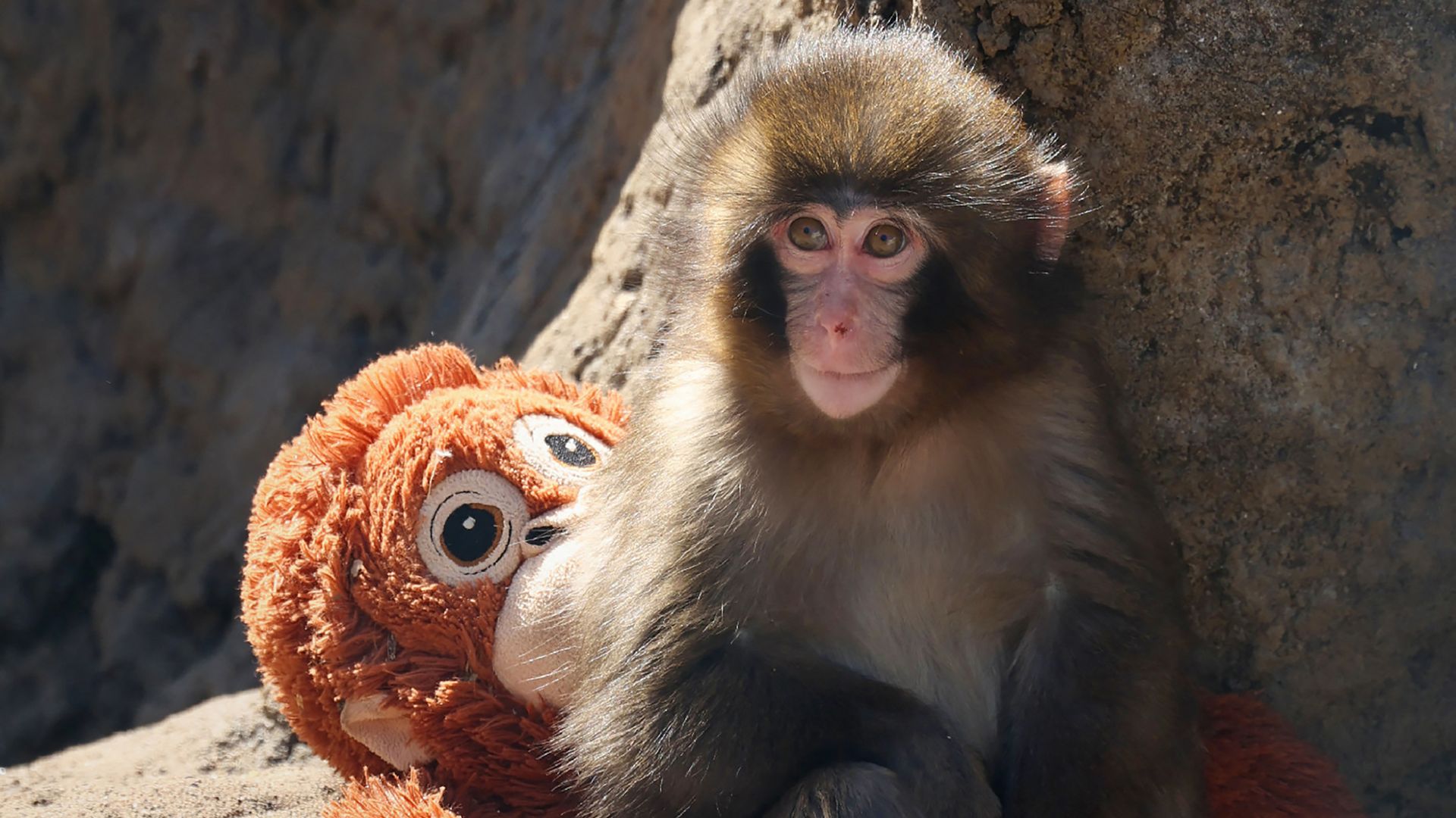 What the internet's obsession with Punch the monkey says about the ...