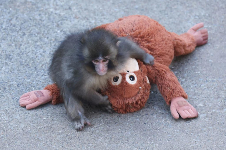 What the internet's obsession with Punch the monkey says about the ...