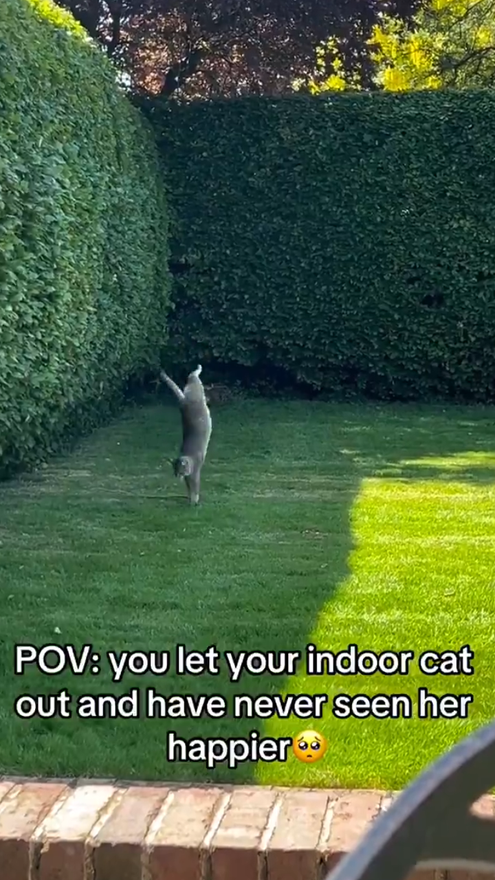 Letting an inside cat finally go outside brings out pure happiness
