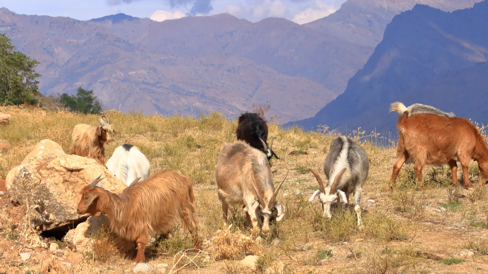 Top US locations for seeing mountain goats in the wild