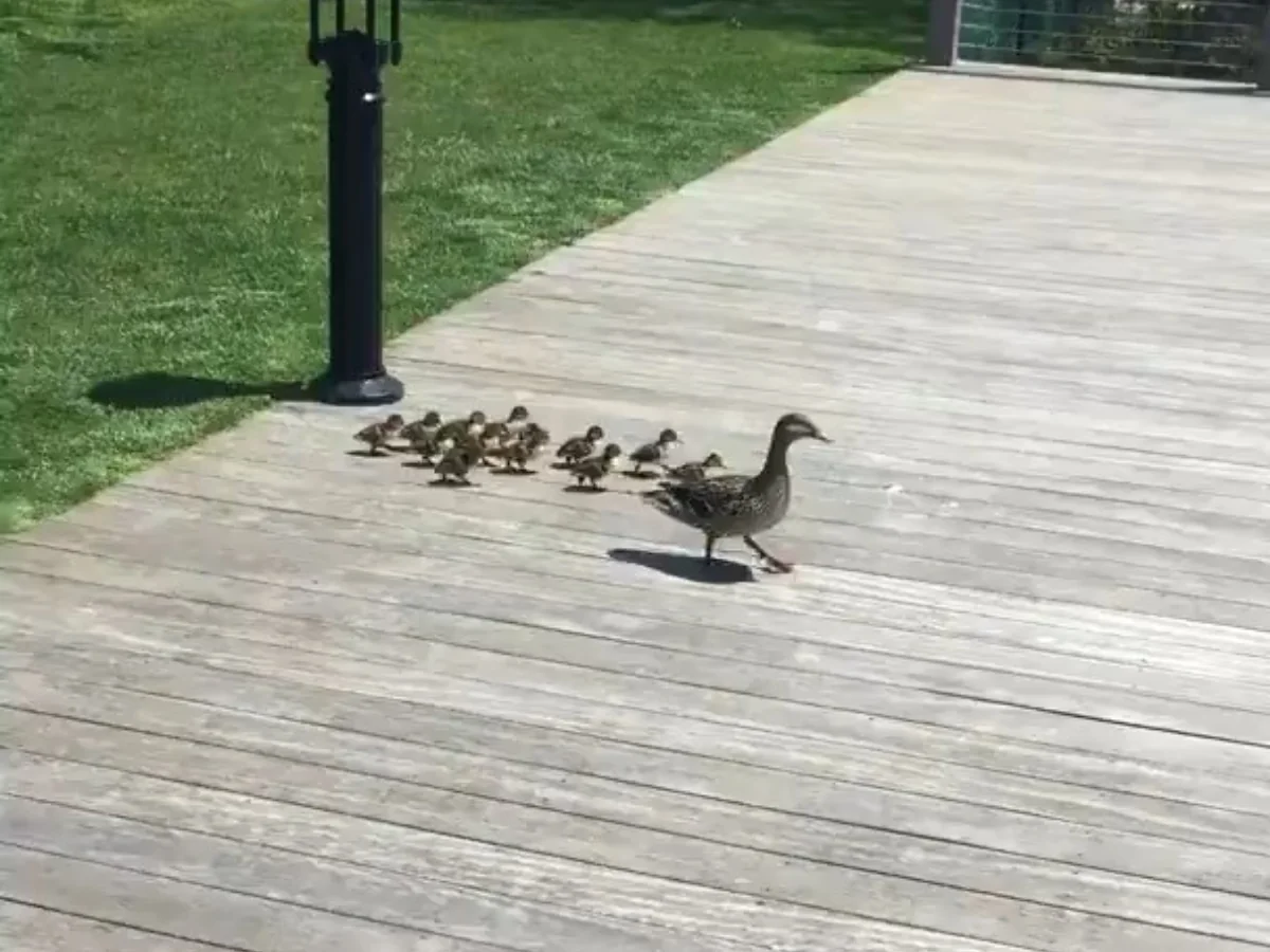 Cena fofa: pata salta para o lago e filhotes a seguem em sequência