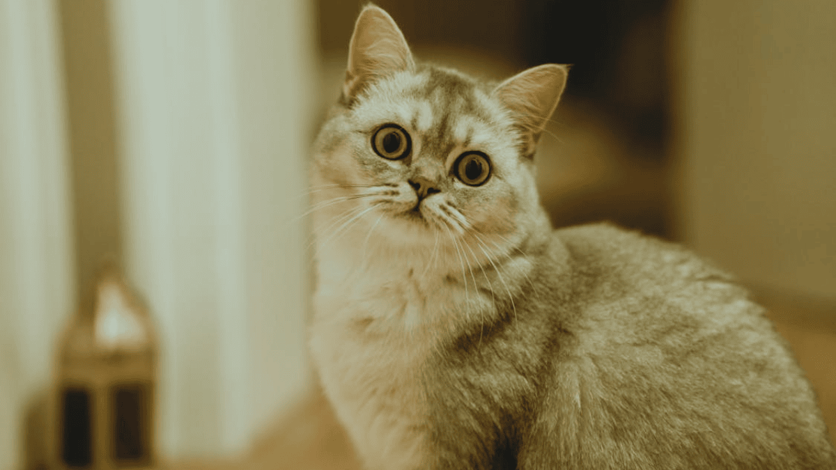 12 reasons why cats are obsessed with going outside (even if you think ...