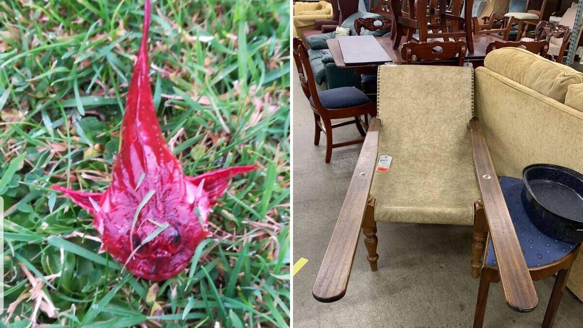 Strange discoveries that people shared with us, in photos