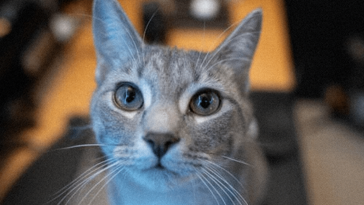 7 signs your cat is perfectly healthy (and you had no idea)