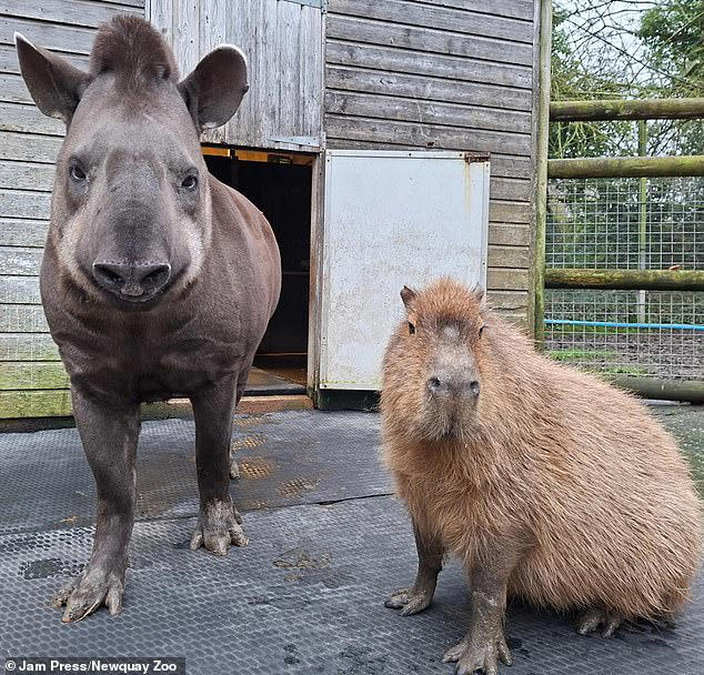 Zookeepers put down unlikely animal best friends on same day so neither ...