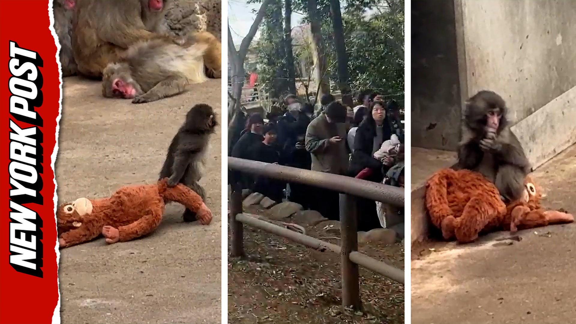 Massive crowds rush to see heartwarming Punch the Monkey