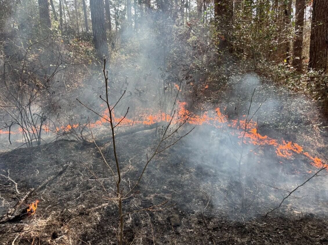 Forest fire burns 200-plus acres in Davy Crockett National Forest