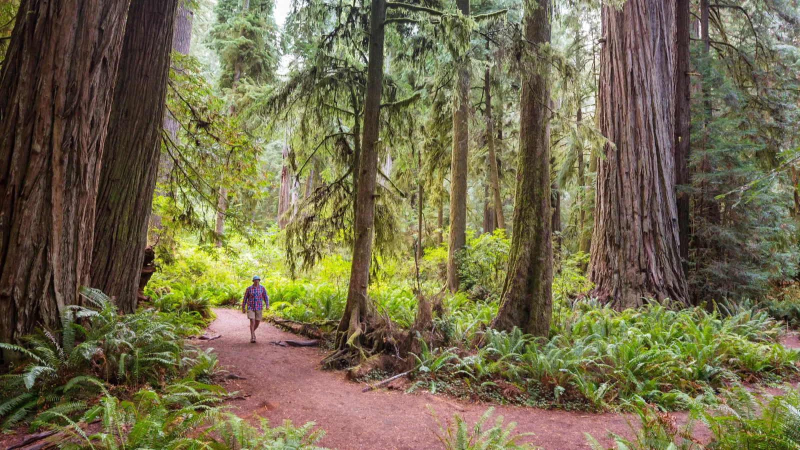 Colorado park site offers ancient tree formations as alternative to ...