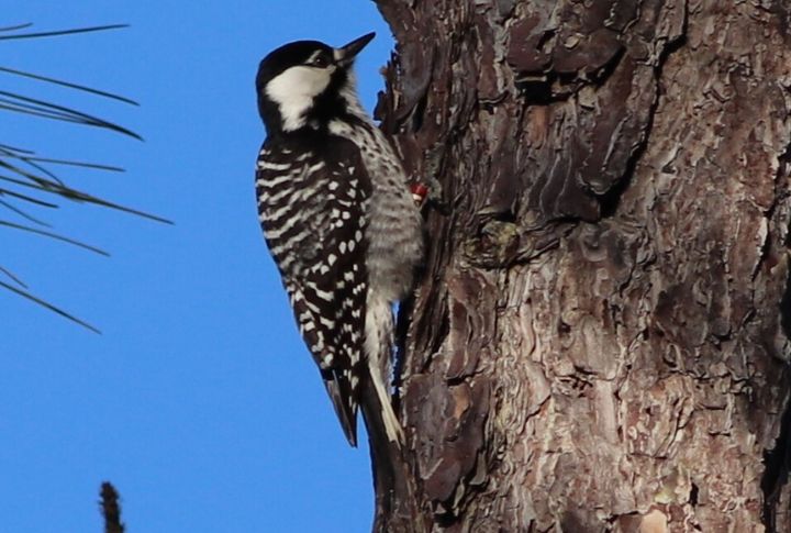 20 unique animals you can spot in America's forests