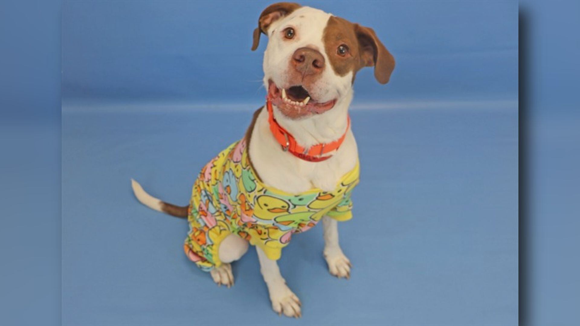 Pet of the week: Help Otis -- and his duckie PJs! -- find a fur-ever home!