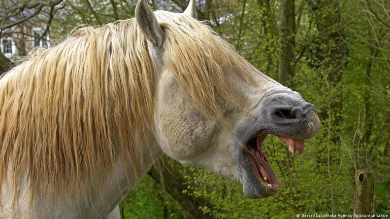 Los caballos hacen algo con la voz que creíamos imposible en los mamíferos