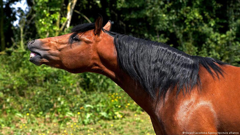 Los caballos hacen algo con la voz que creíamos imposible en los mamíferos