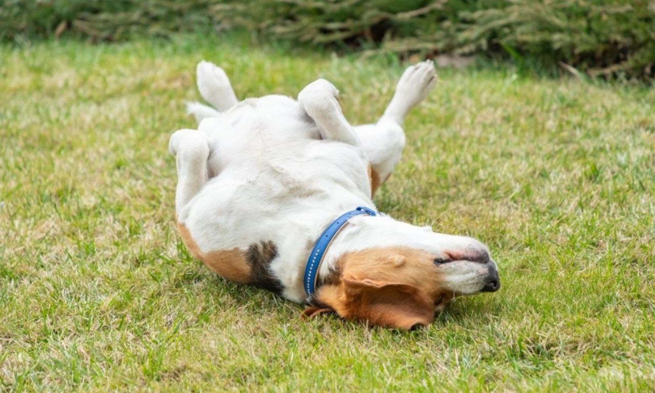 Qué quiere decir que tu perro te muestre su panza, según veterinarios ...