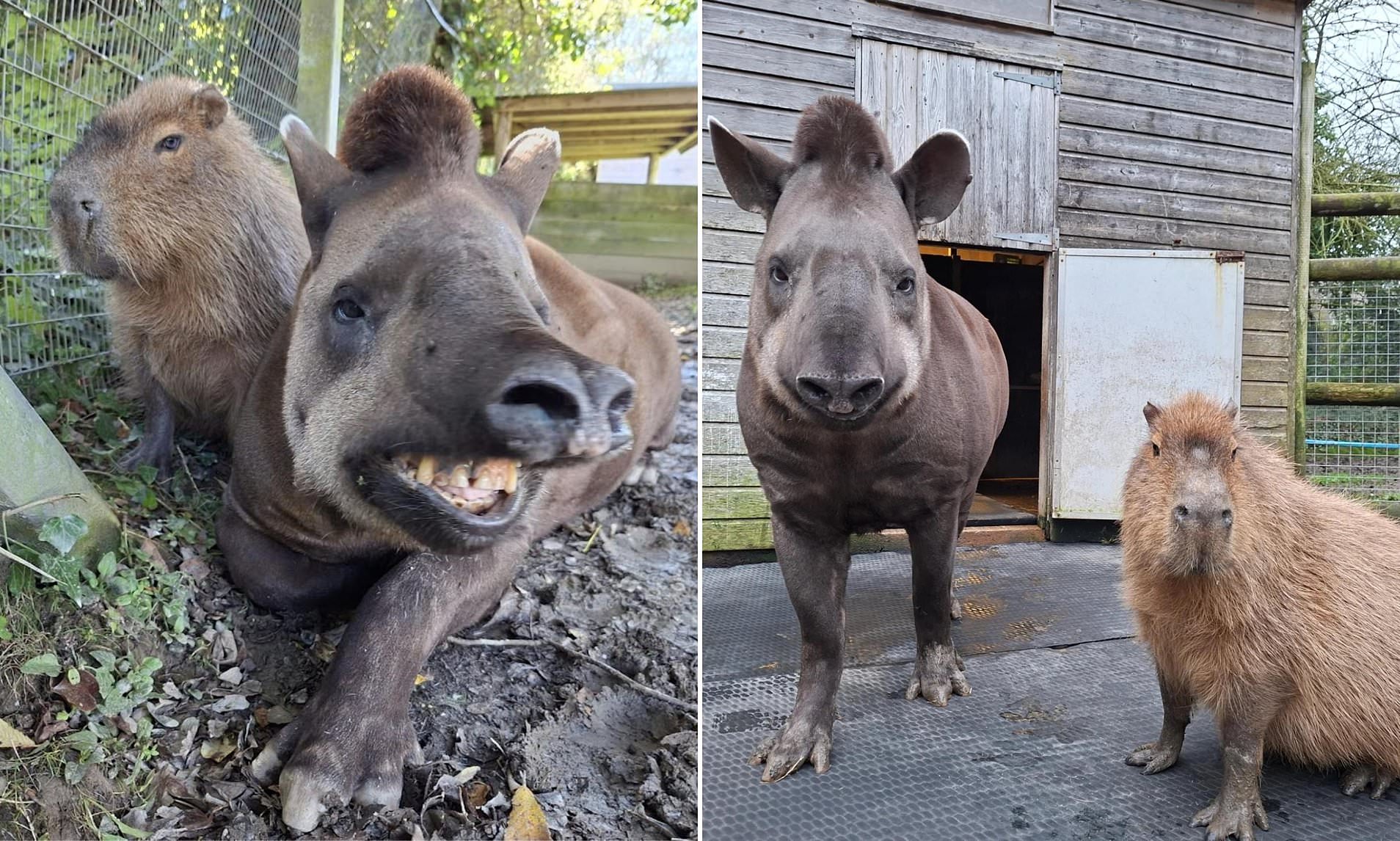 Zookeepers put down unlikely animal best friends on same day so neither ...
