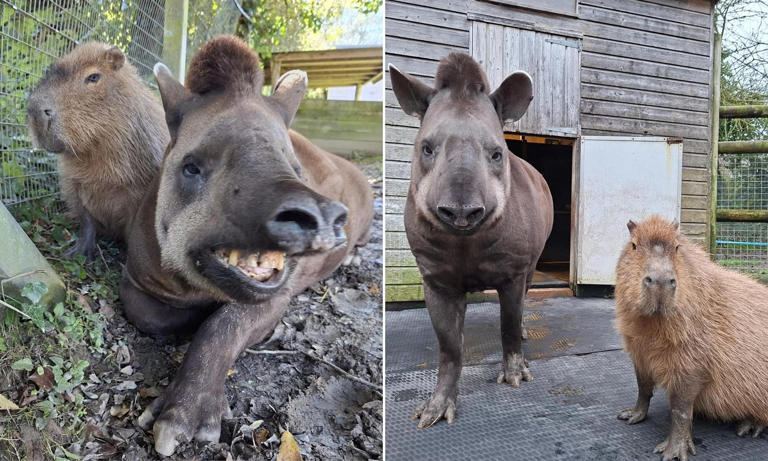 Zookeepers put down unlikely animal best friends on same day so neither ...