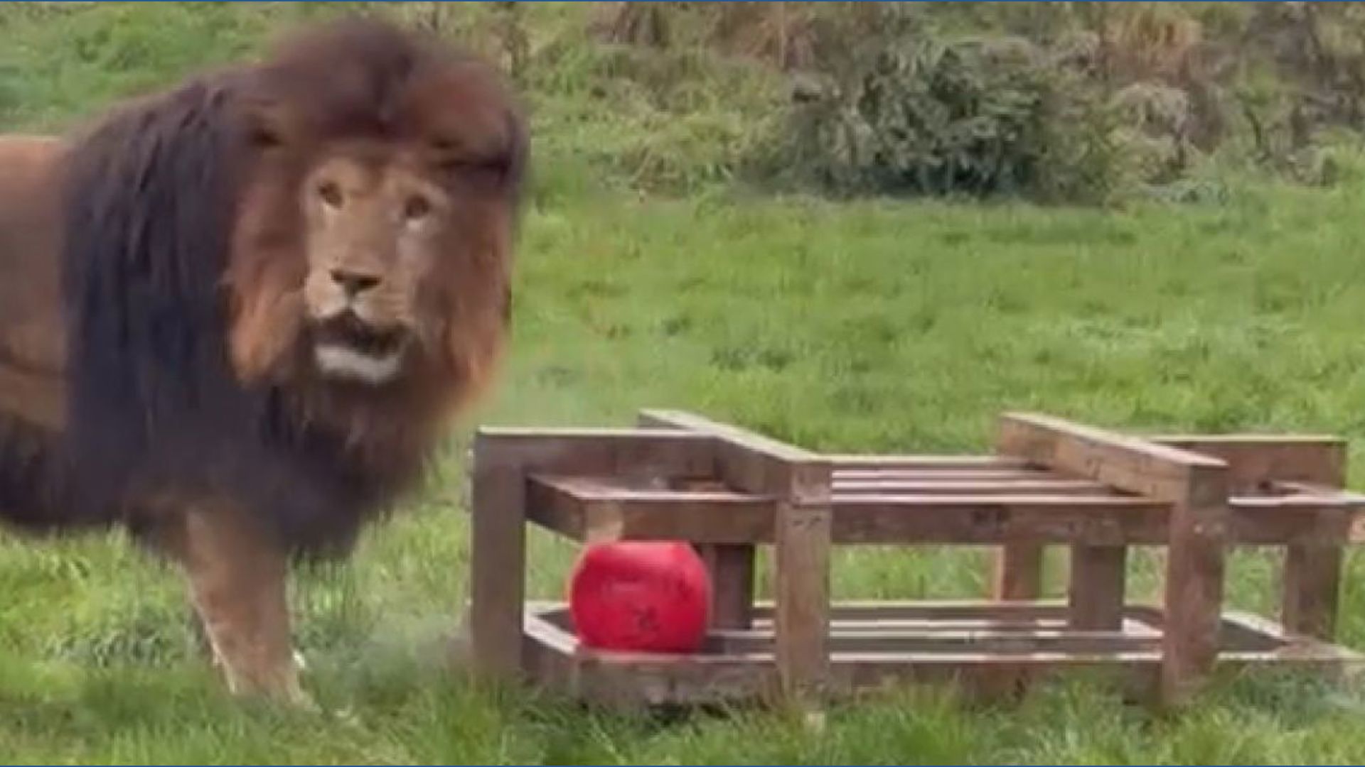 Lion plays with ball puzzle box at Woburn Safari Park in UK