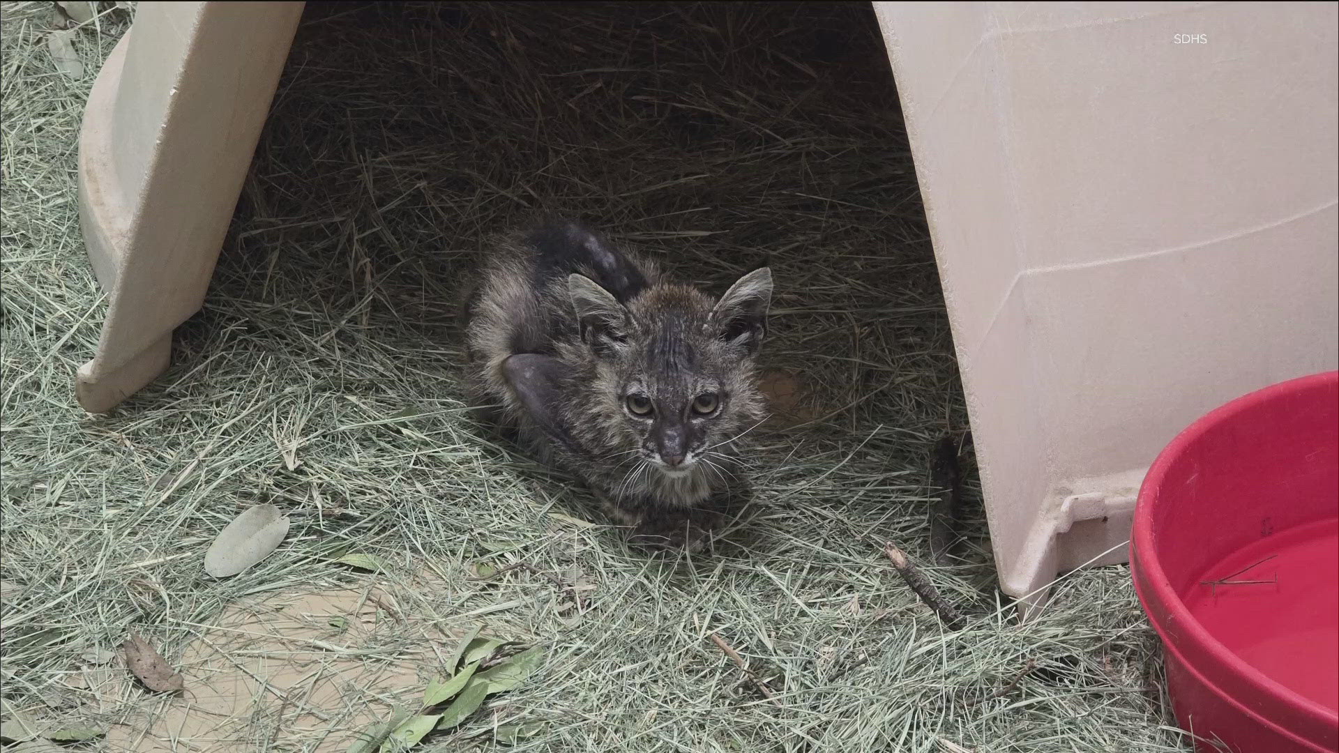 Rescued bobcat kitten returns to wild after months of care