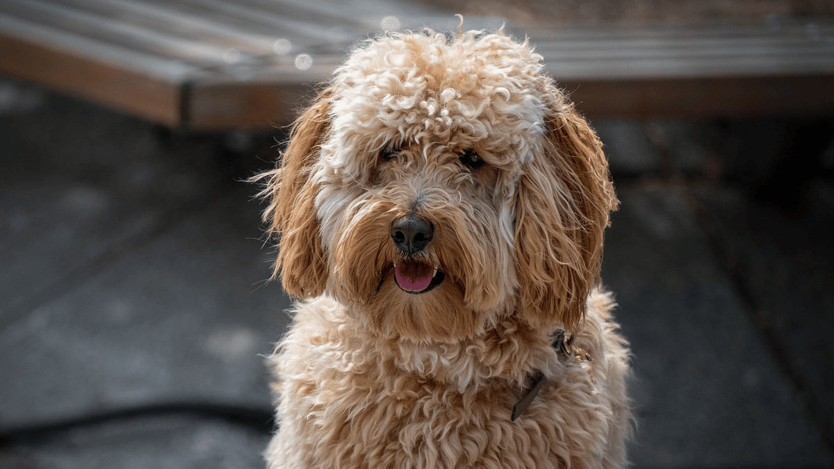 9 things that make your dog really angry (and no owner notices)