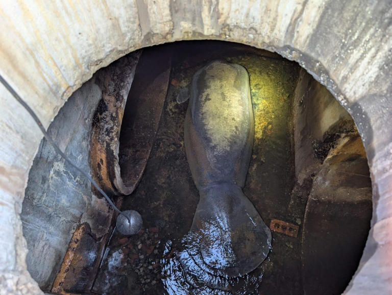 410-pound manatee retrieved from Florida storm drain now recovering at ...