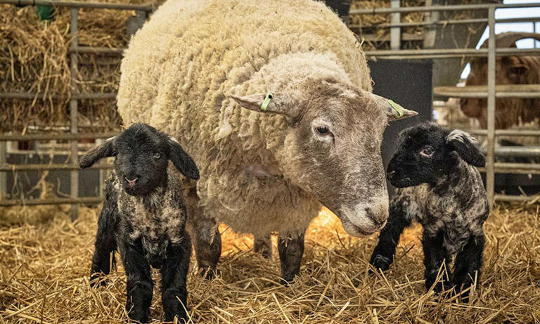 Well done ewe! Britain's loneliest sheep gives birth to twin lambs