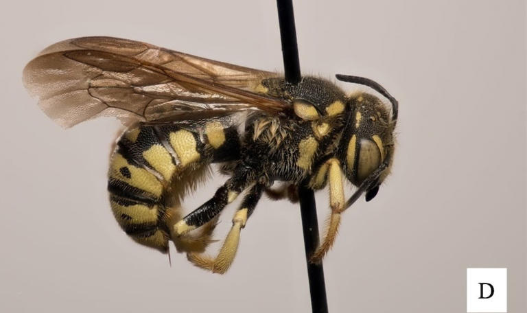 8 new-to-Washington species of bees identified