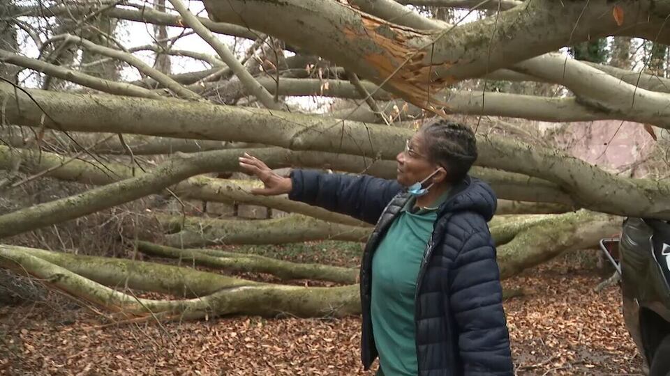Giant tree falls in woman’s yard from next-door property, sits for weeks