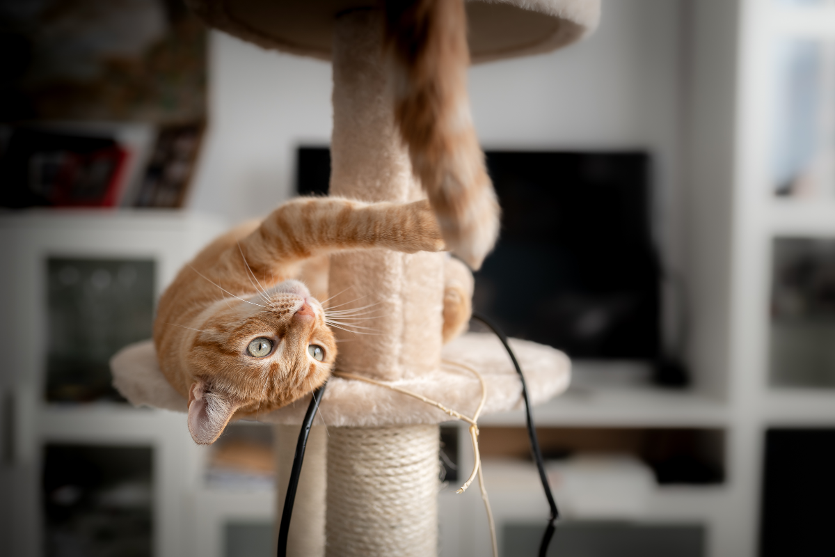 Discover Petco's kissing booth cat condo: A cozy Valentine's hideaway ...