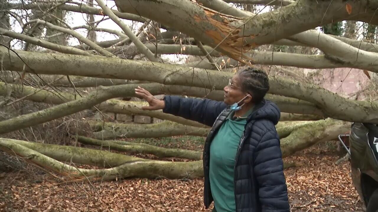 Giant tree falls in woman’s yard from next-door property, sits for weeks