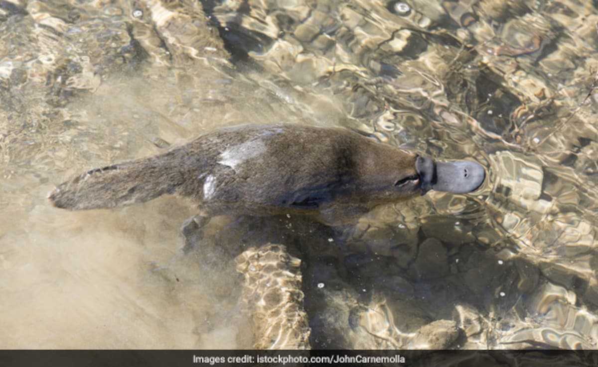 Why some animals are still labelled as primitive though none exist