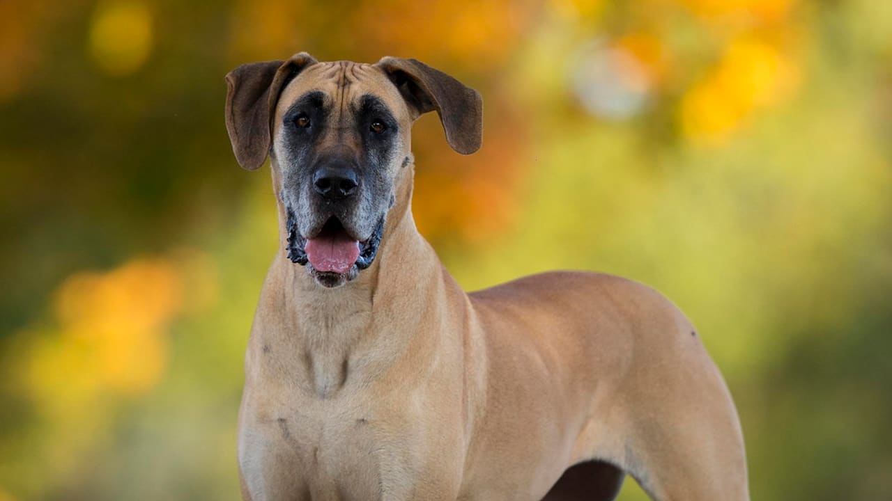 Imposanter Hundetyp - Was genau sind eigentlich „Molosser“?
