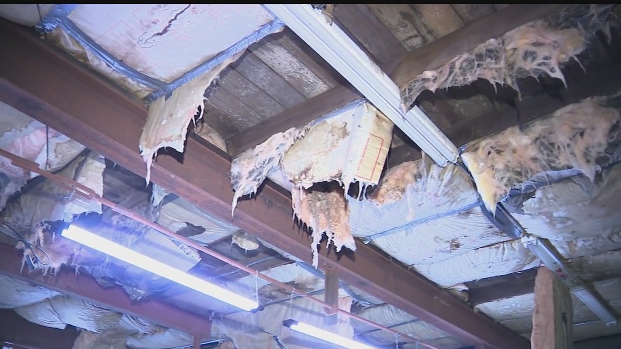 Struthers animal shelter forced to move after building condemned