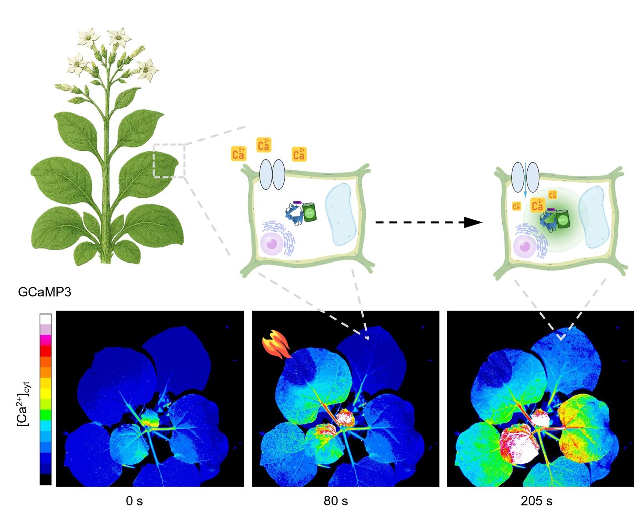 Visualizing how a plant's leaves, stem and roots mutually communicate ...