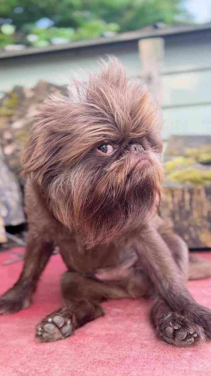 Pucker up for the cutest kiss | Funny Brussels Griffon moment