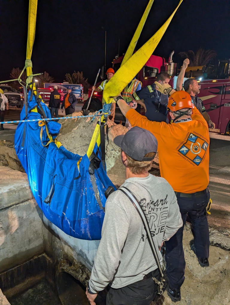 410-pound manatee retrieved from Florida storm drain now recovering at ...