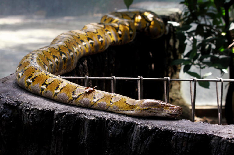 This massive snake swallowed a 150-pound hyena whole