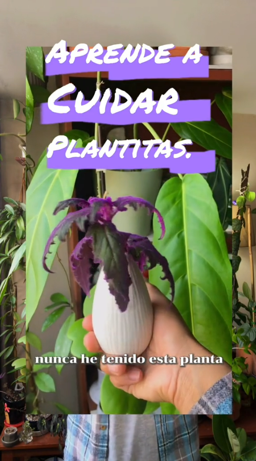 Guía básica para mantener plantas felices y sanas