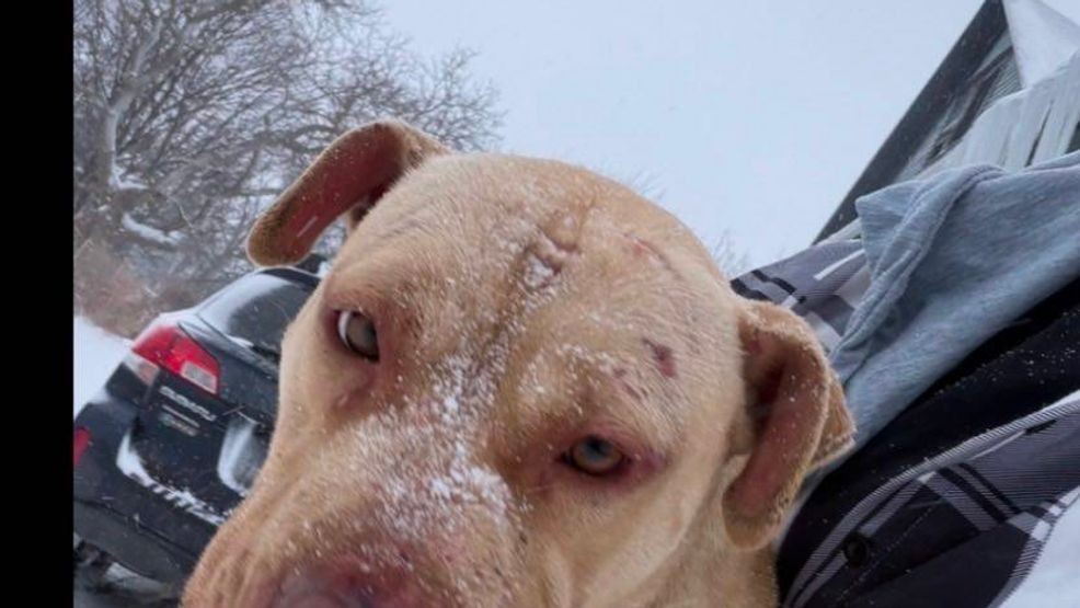 Humane law enforcement discusses cold-weather animal welfare calls