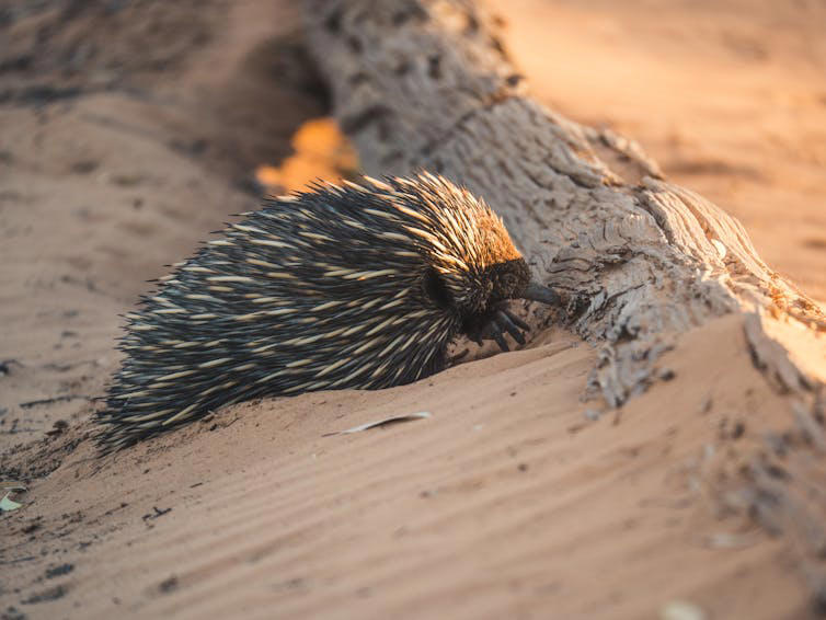 Why some animals are still labelled as primitive though none exist