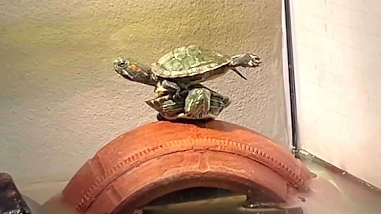 Turtle strikes a perfect yoga pose while balancing on its buddy