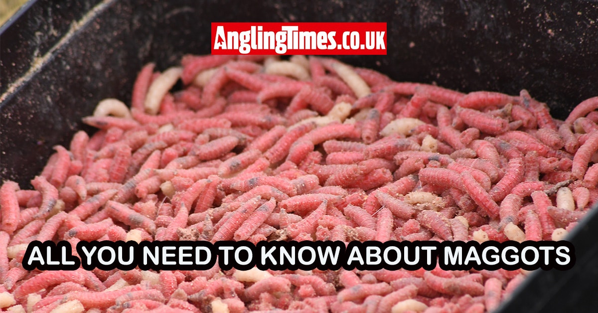 Everything you need to know about maggots for fishing