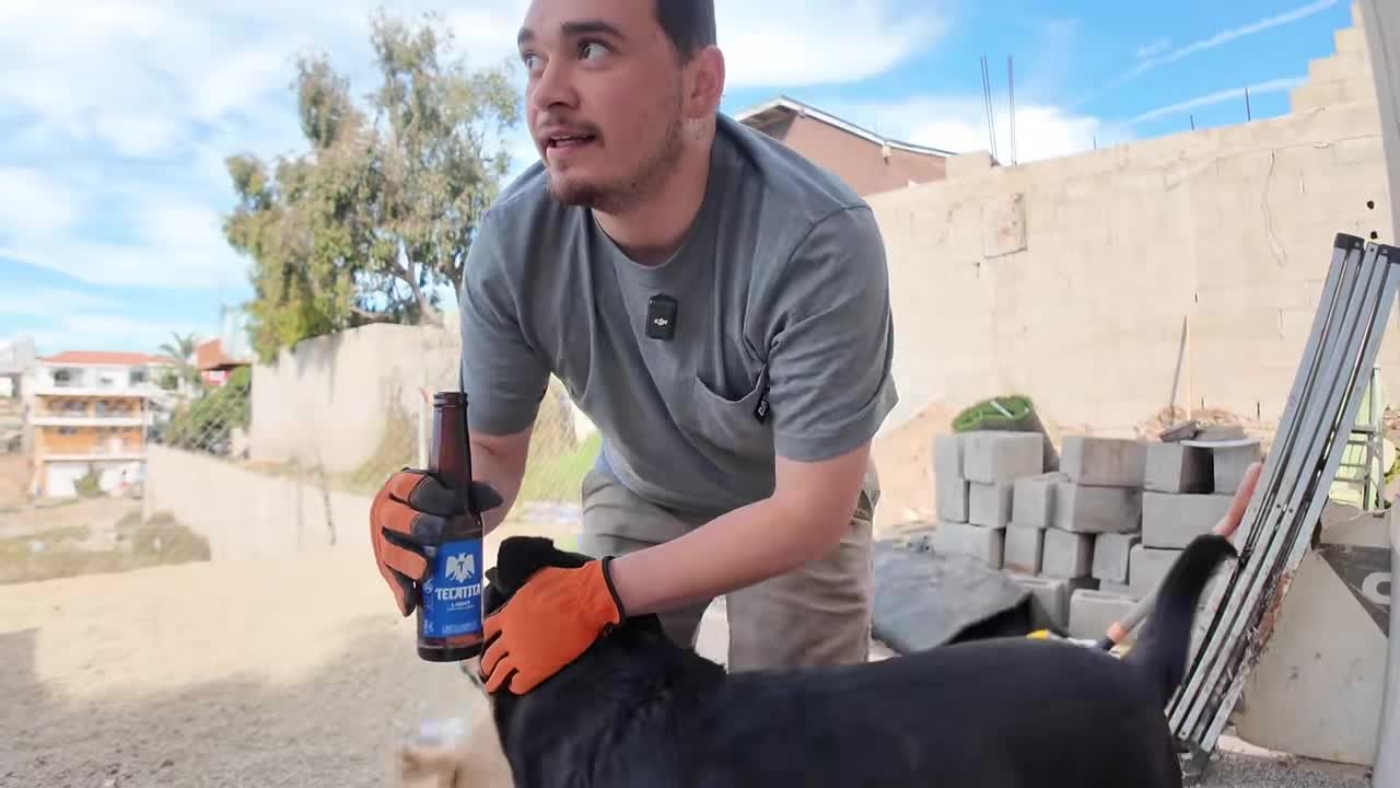 Rottweiler hilariously chews microphone in Mexico