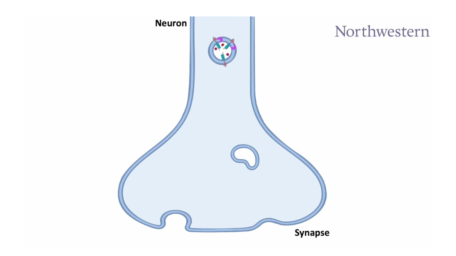 Drug to prevent seizures may also stop plaques linked to dementia from ...