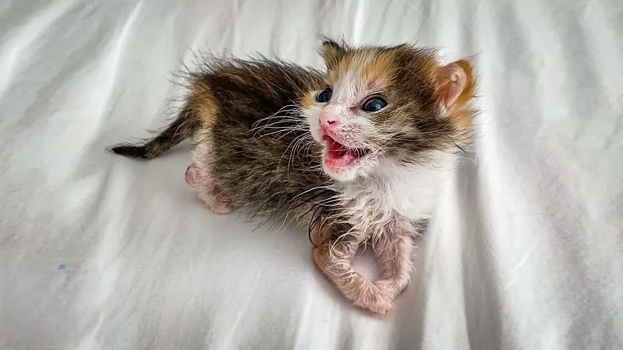 She was the weakest kitten - now she jumps like a little ninja
