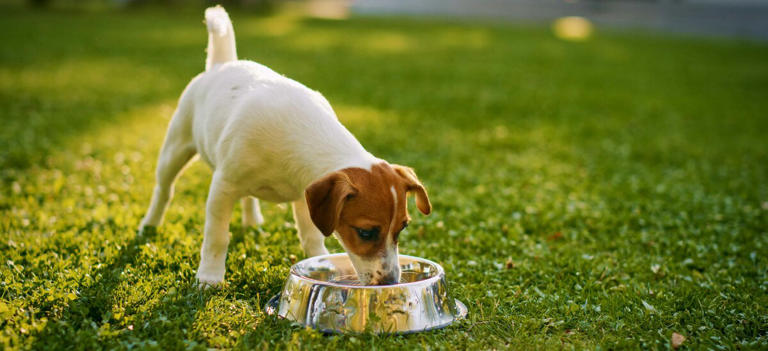 Cane che beve molto: quando preoccuparsi e cosa fare