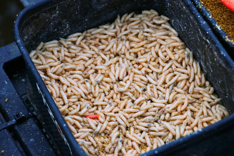 Everything you need to know about maggots for fishing