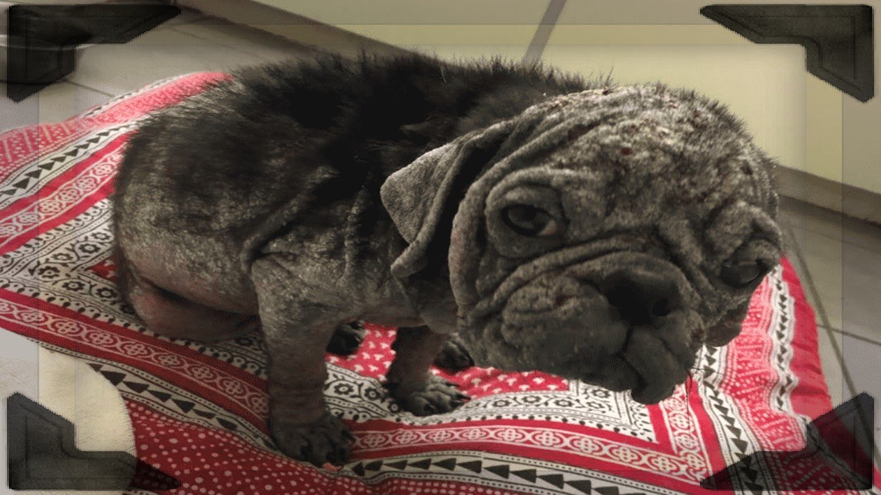 Hairless pug found crying alone on street gets incredible makeover by ...