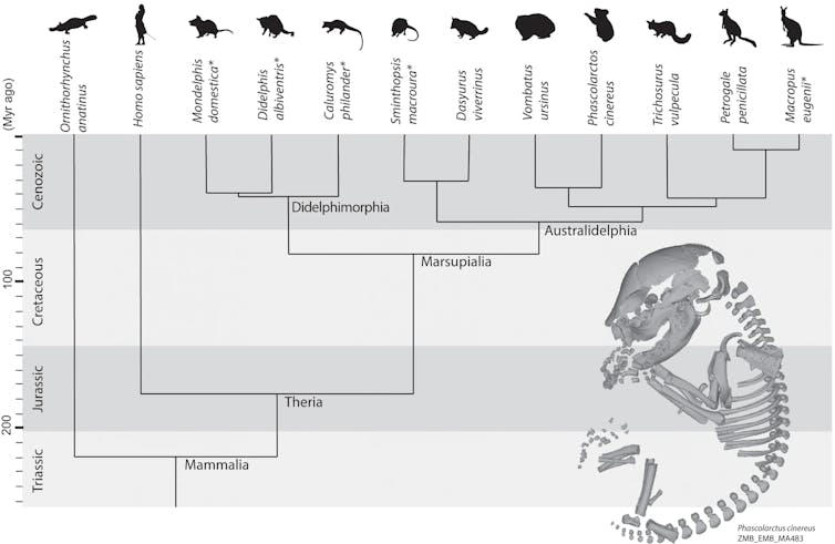 Why some animals are still labelled as primitive though none exist