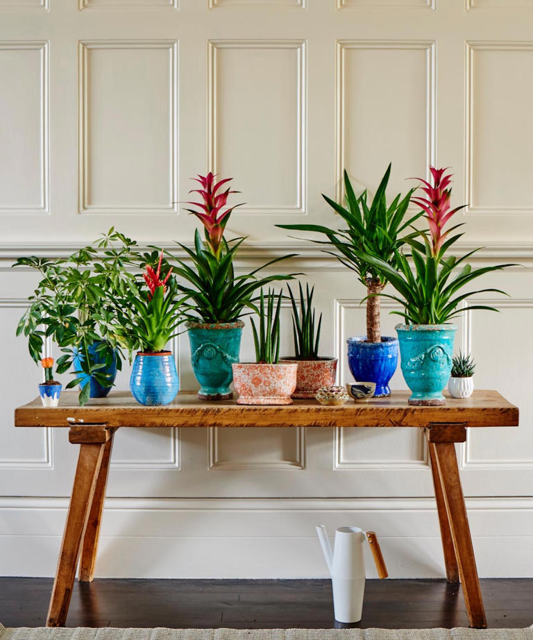 This common houseplant mistake stops soil from absorbing water: Luckily ...