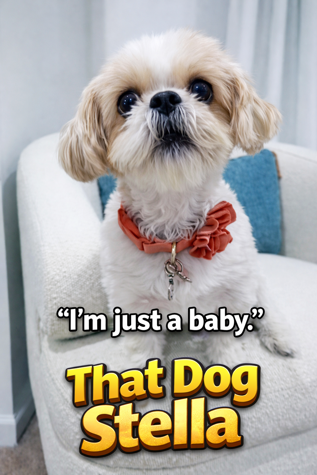 Funny dog moments that make no sense